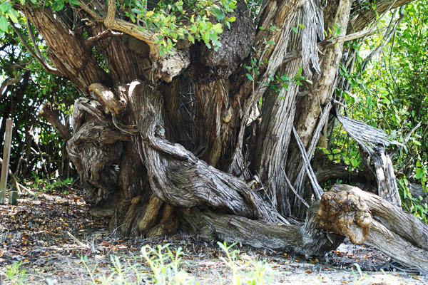 CSFI | Conservation, Forest Management & Ecotourism